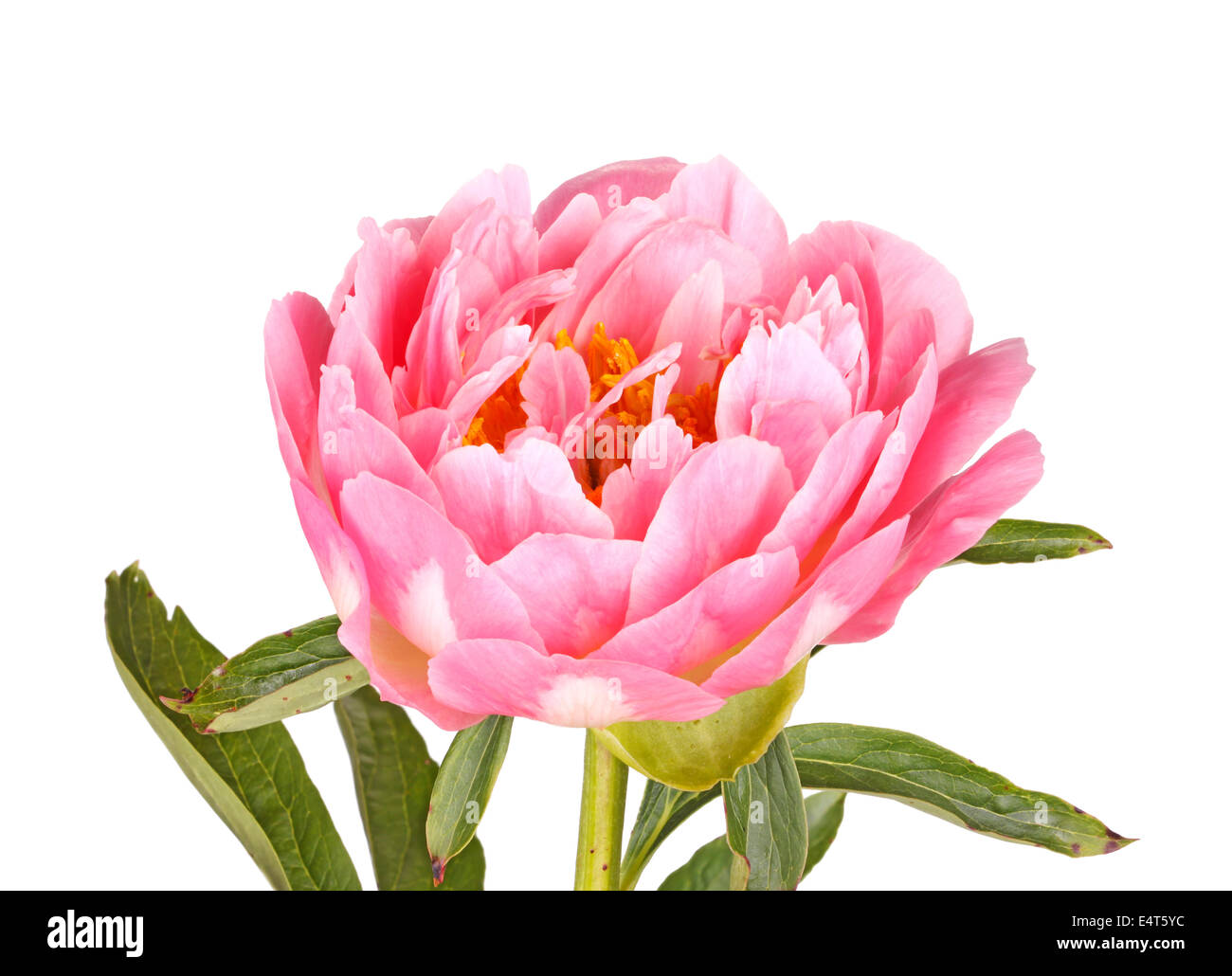 One double flower stem and leaves of a pink peony (Paeonia lactiflora ...