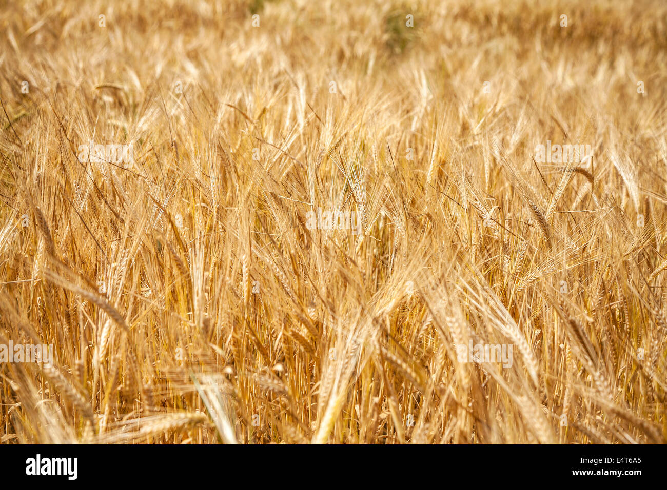 Wheat field background Stock Photo - Alamy