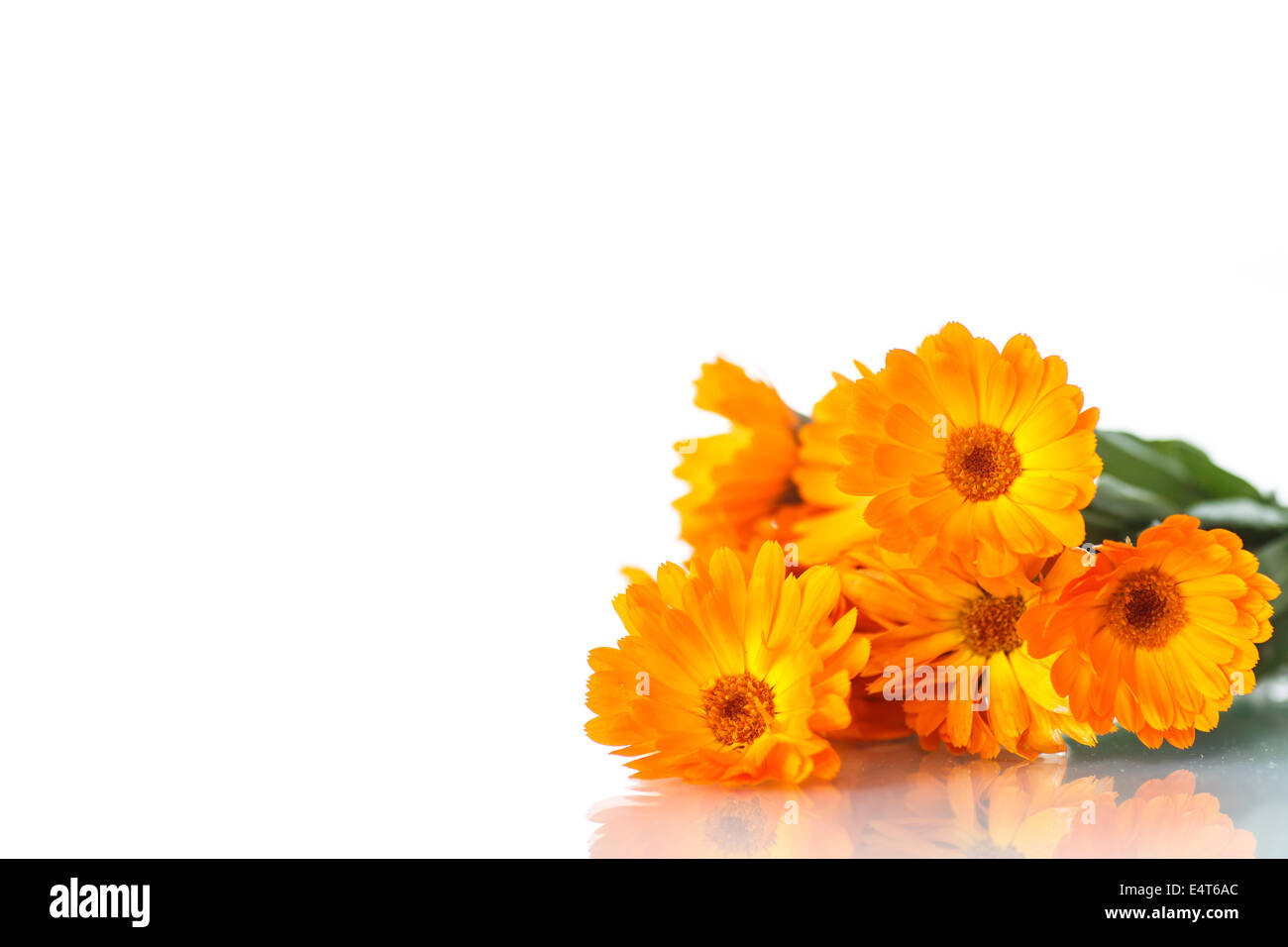 bouquet of orange calendula blossoms on white background Stock Photo ...