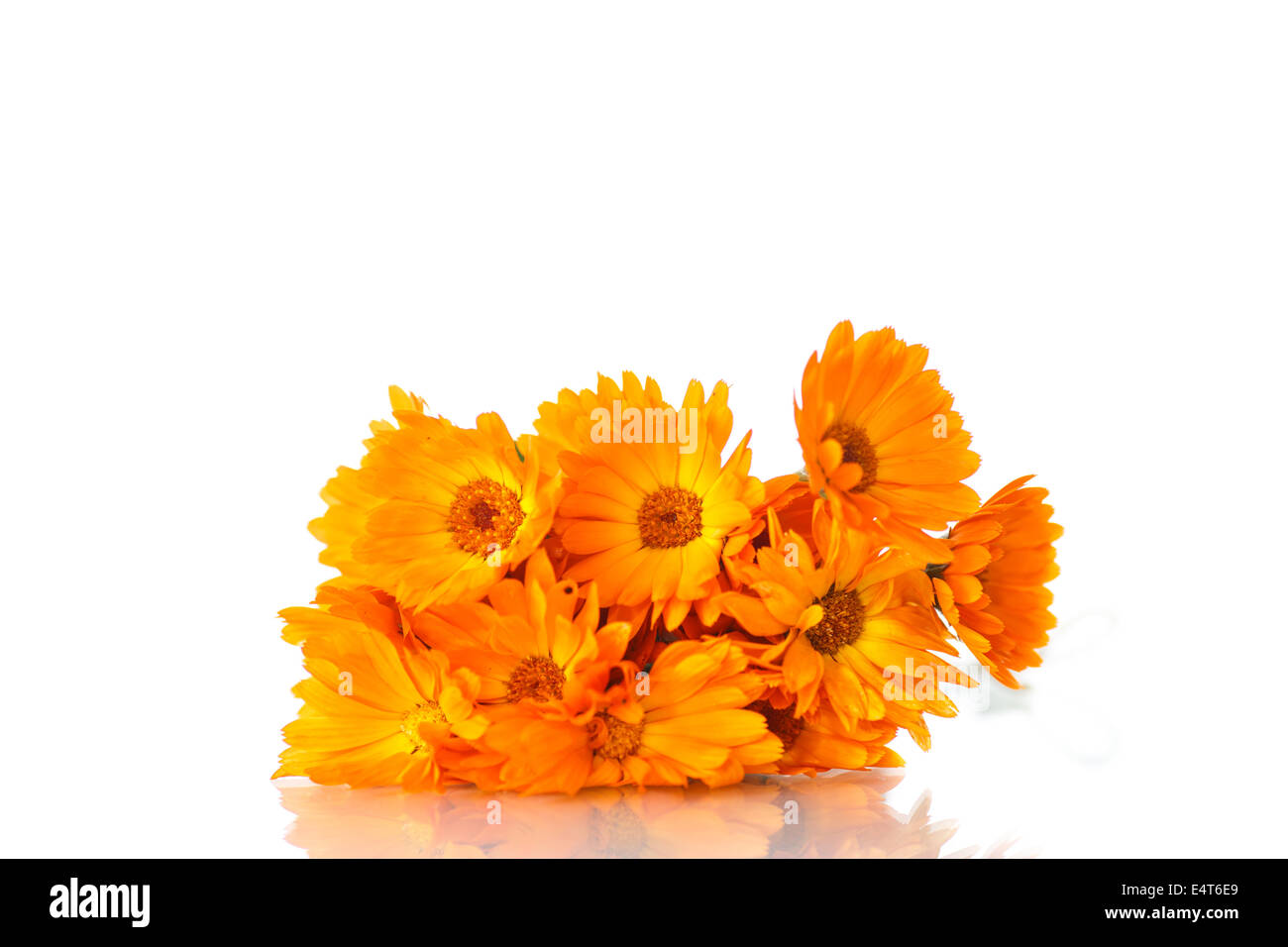 bouquet of orange calendula blossoms on white background Stock Photo ...