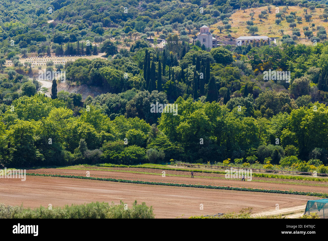 Field plantation near monastery on Holy Mount Athos Stock Photo - Alamy