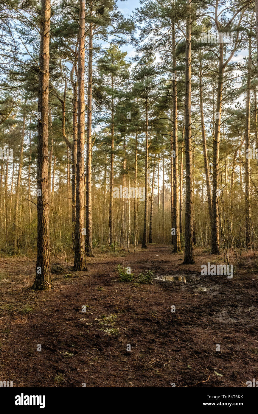 Portrait tree trees wood deciduous pines path light pool forest hi-res ...