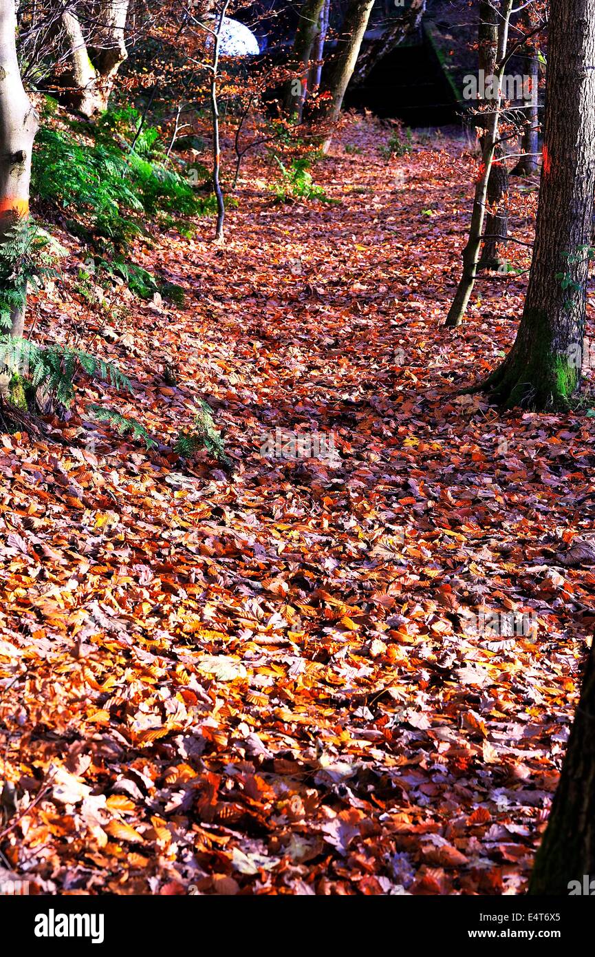 Autumn Leaves covering a woodland footpath Stock Photo - Alamy