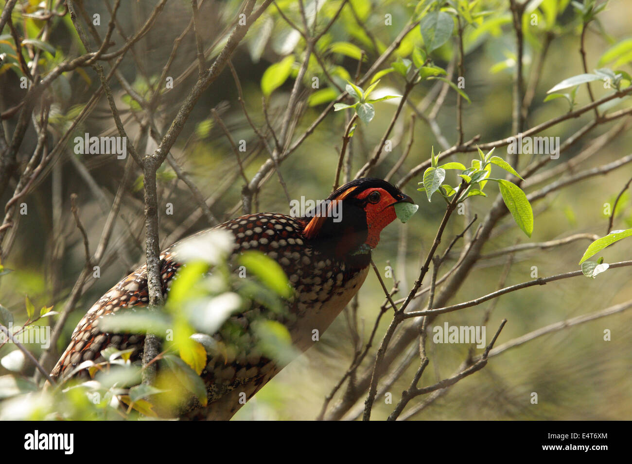 Tragopan hi-res stock photography and images - Alamy