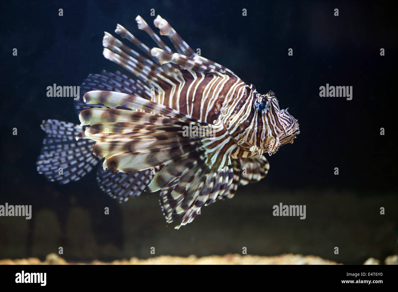 A red lionfish, Pterois volitans, is a venomous coral reef fish from ...