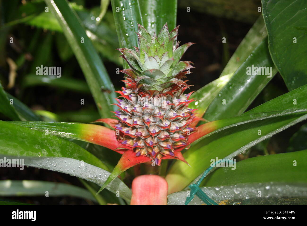Pineapple growing hi-res stock photography and images - Alamy