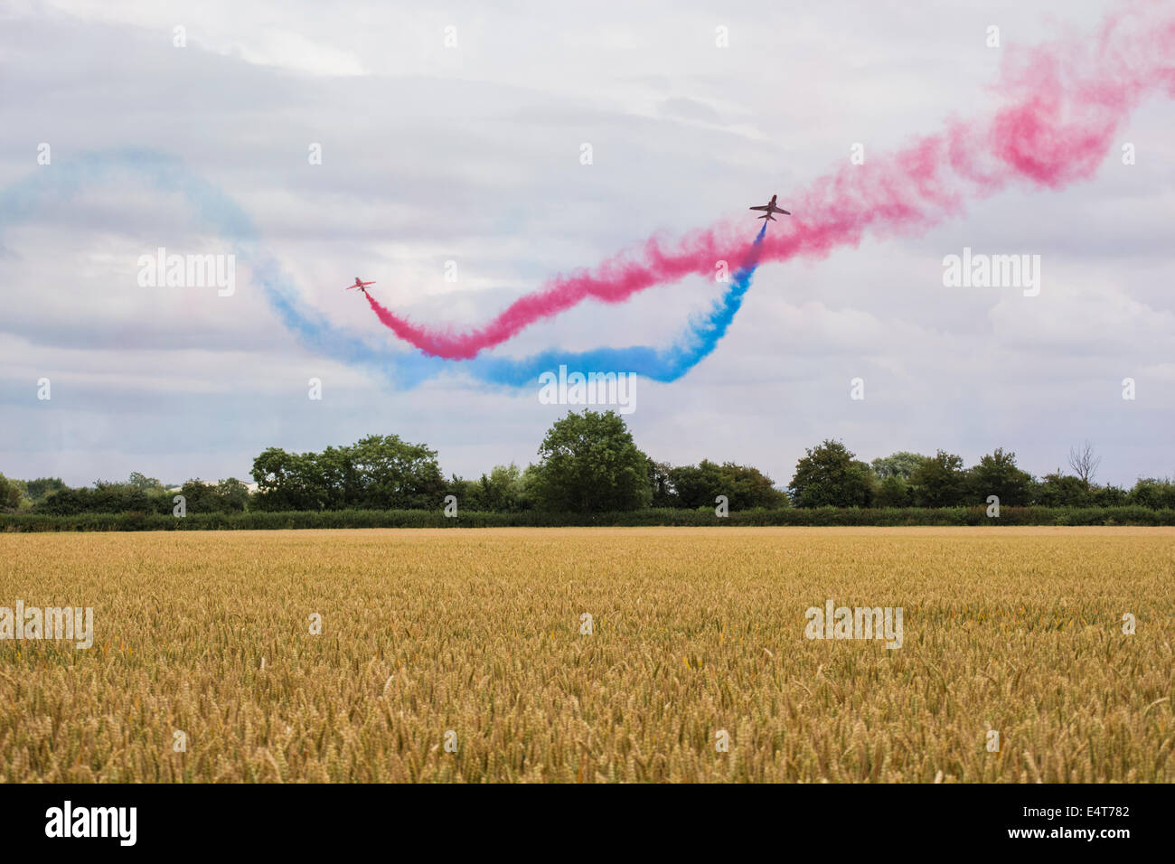 The Red Arrows flying over a cornfield with red and blue smoke trails ...