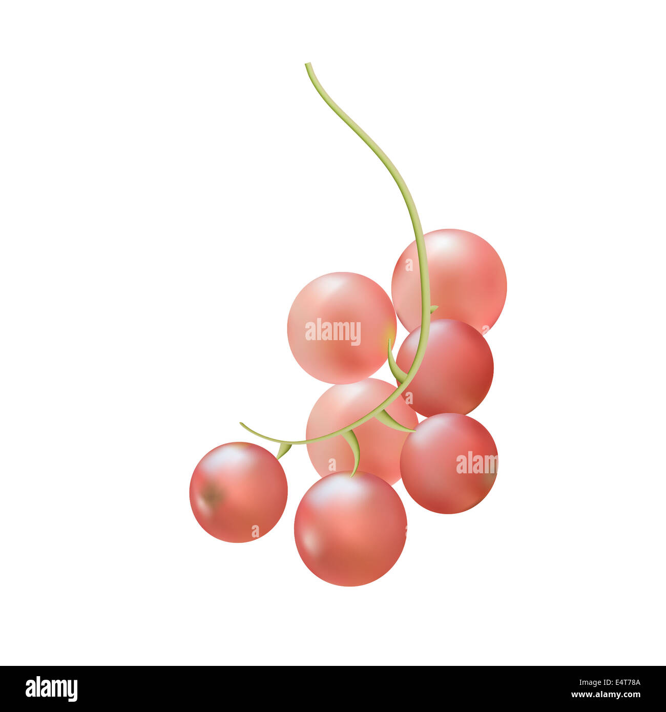 Branch ripe berries of pink currant Stock Photo - Alamy