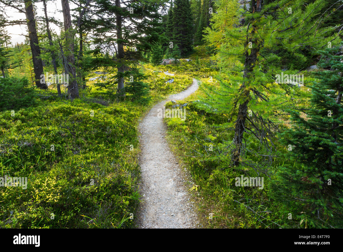 The Opabin Plateau trail above Lake O'hara, Yoho National Park, British ...