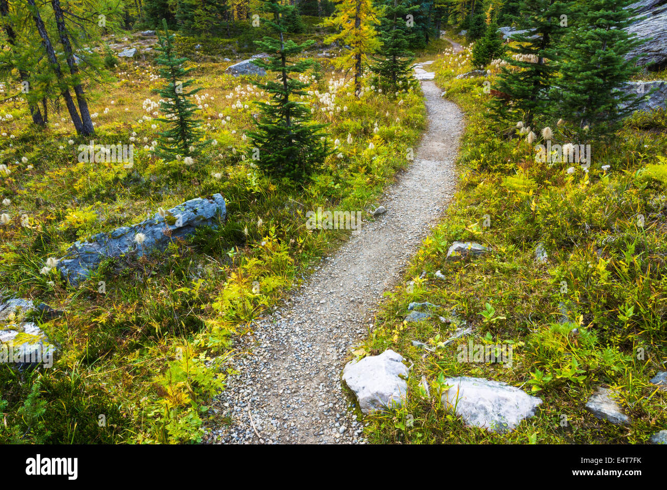 The Opabin Plateau trail above Lake O'hara, Yoho National Park, British ...