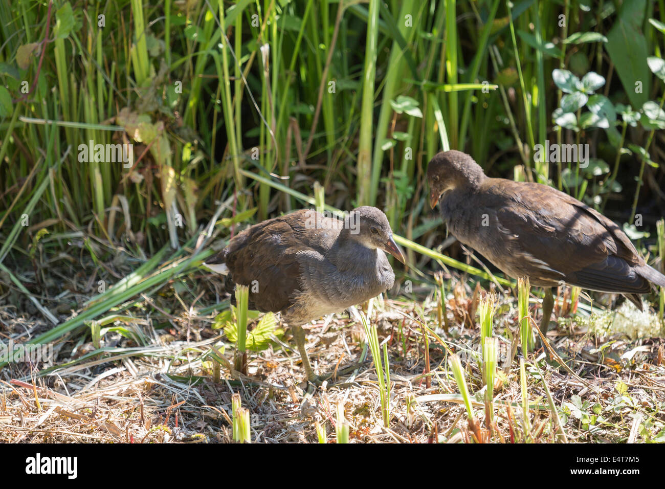 Juvenile moorhen uk hi-res stock photography and images - Alamy
