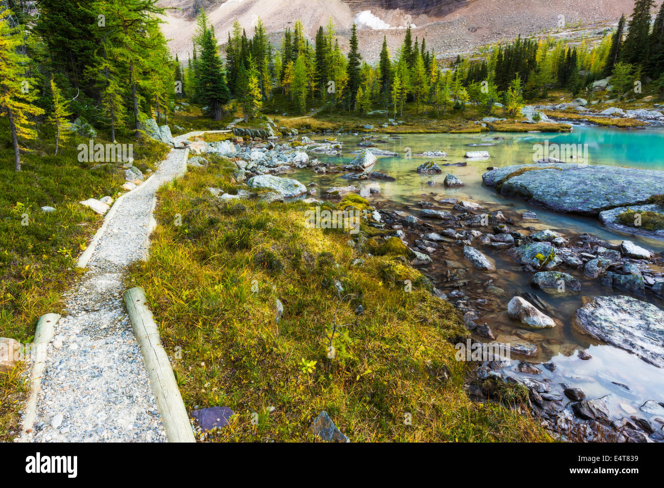 The Opabin Plateau trail above Lake O'hara, Yoho National Park, British ...
