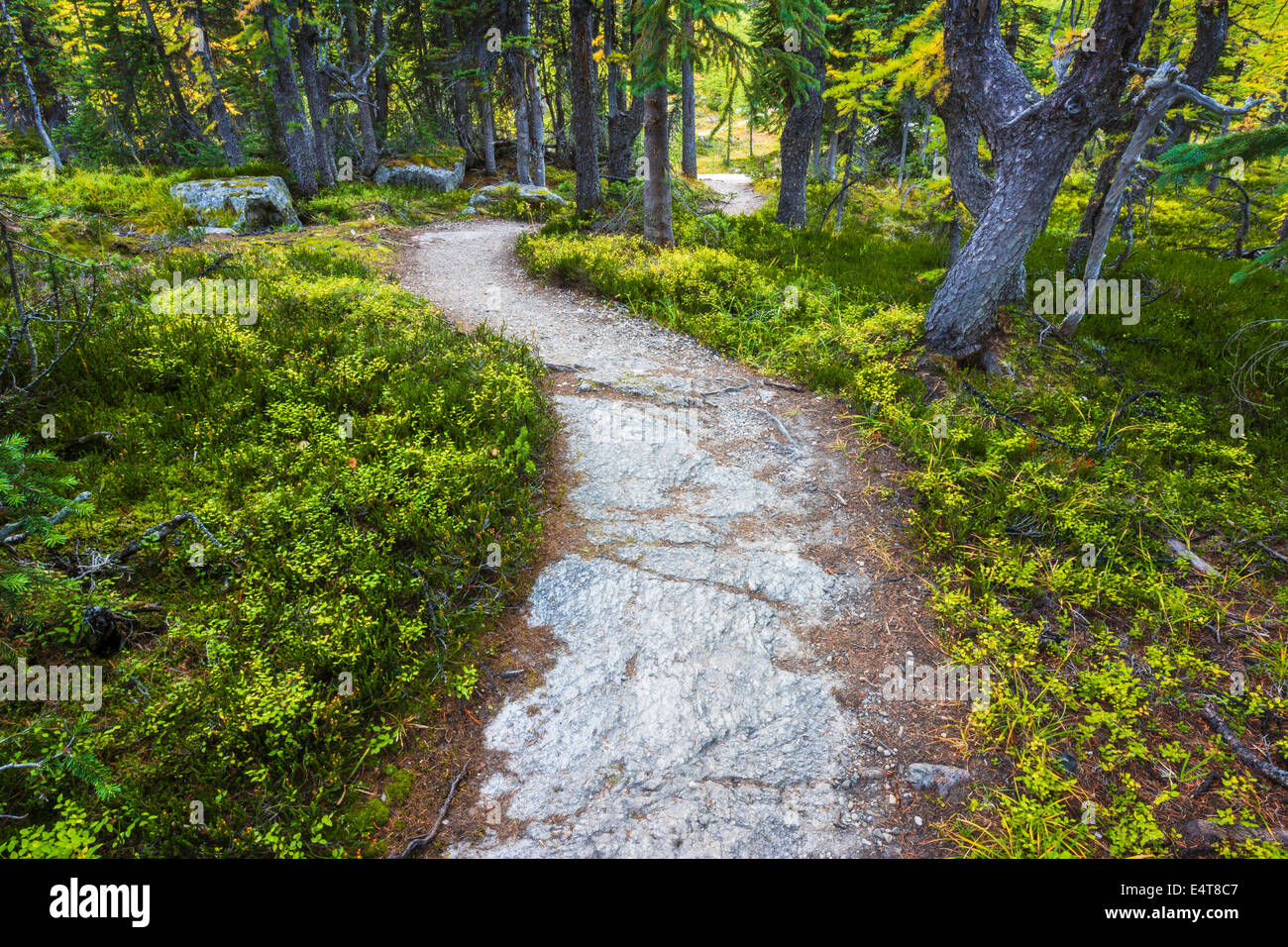 The Opabin Plateau trail above Lake O'hara, Yoho National Park, British ...