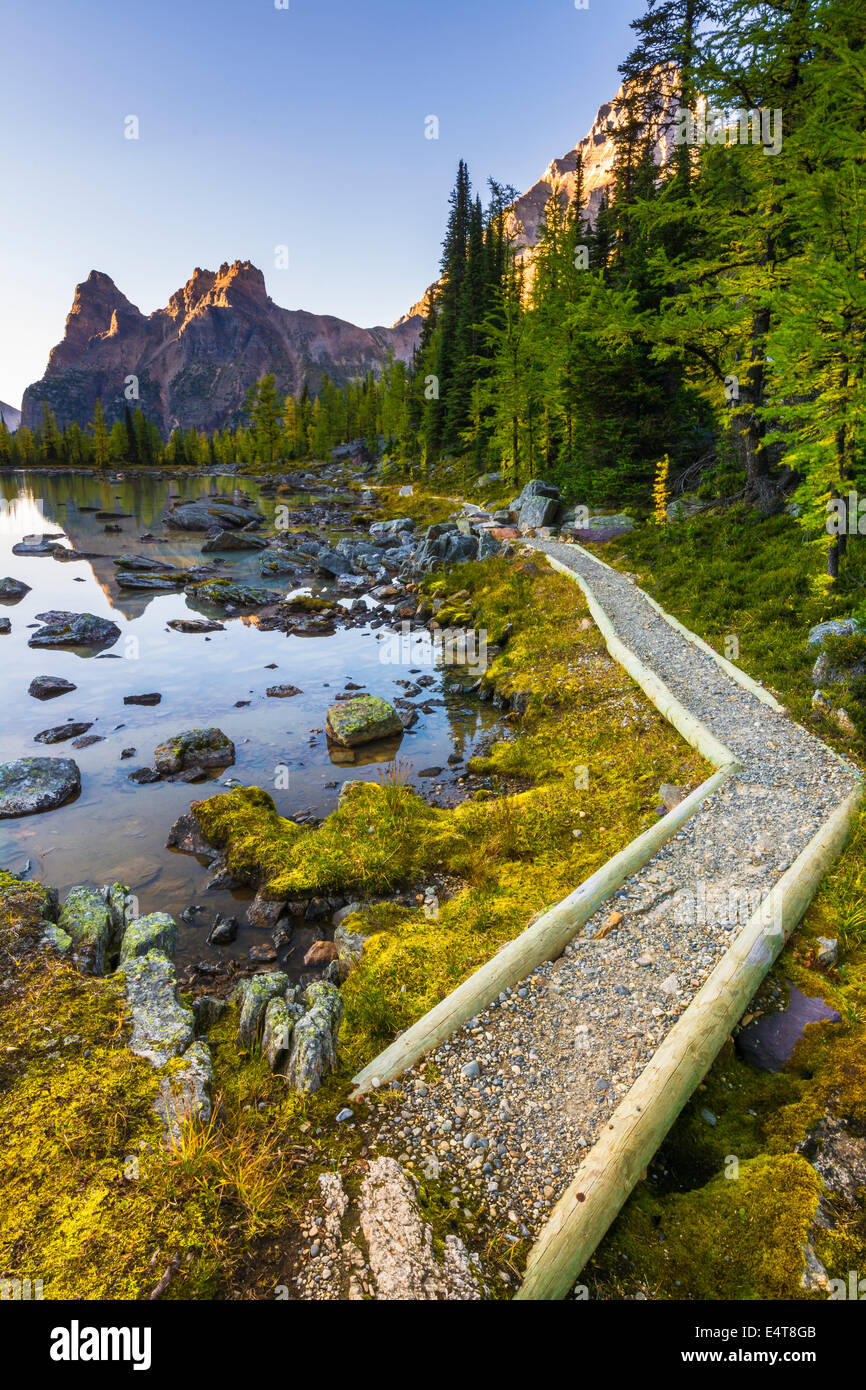 The Opabin Plateau trail above Lake O'hara, Yoho National Park, British ...
