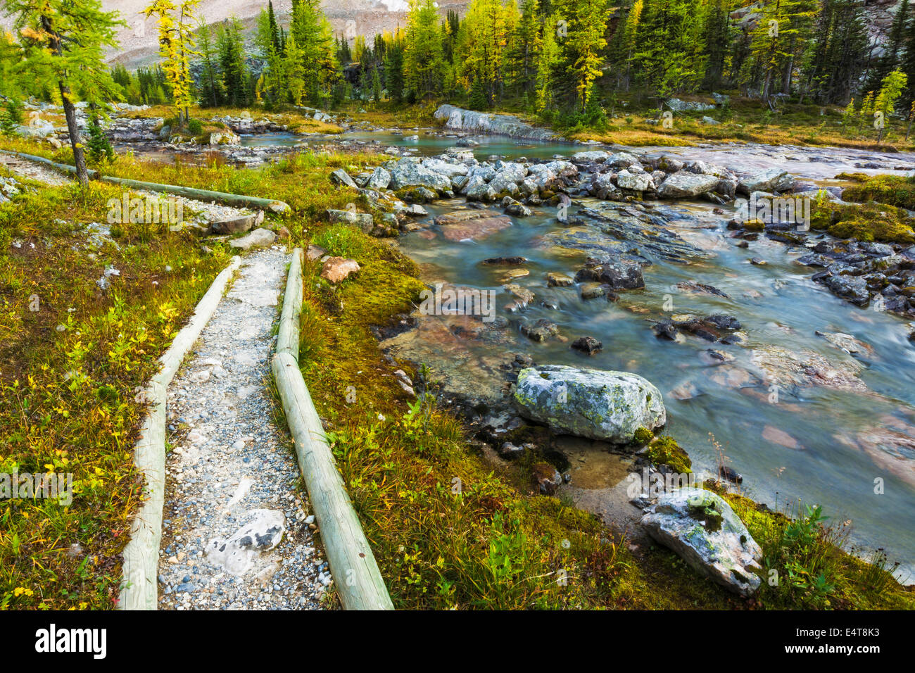The Opabin Plateau trail above Lake O'hara, Yoho National Park, British ...