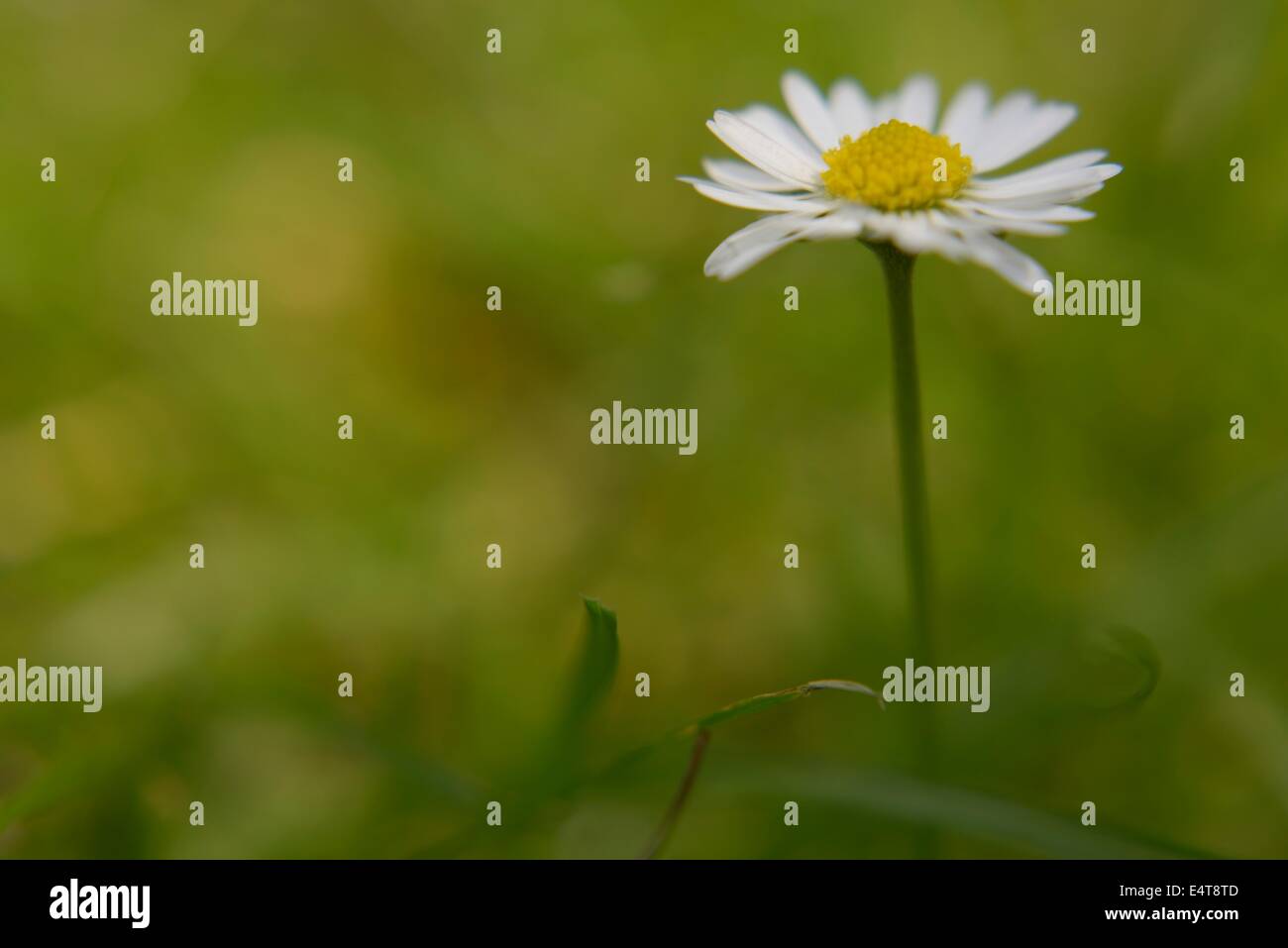 Lonely daisy hi-res stock photography and images - Alamy