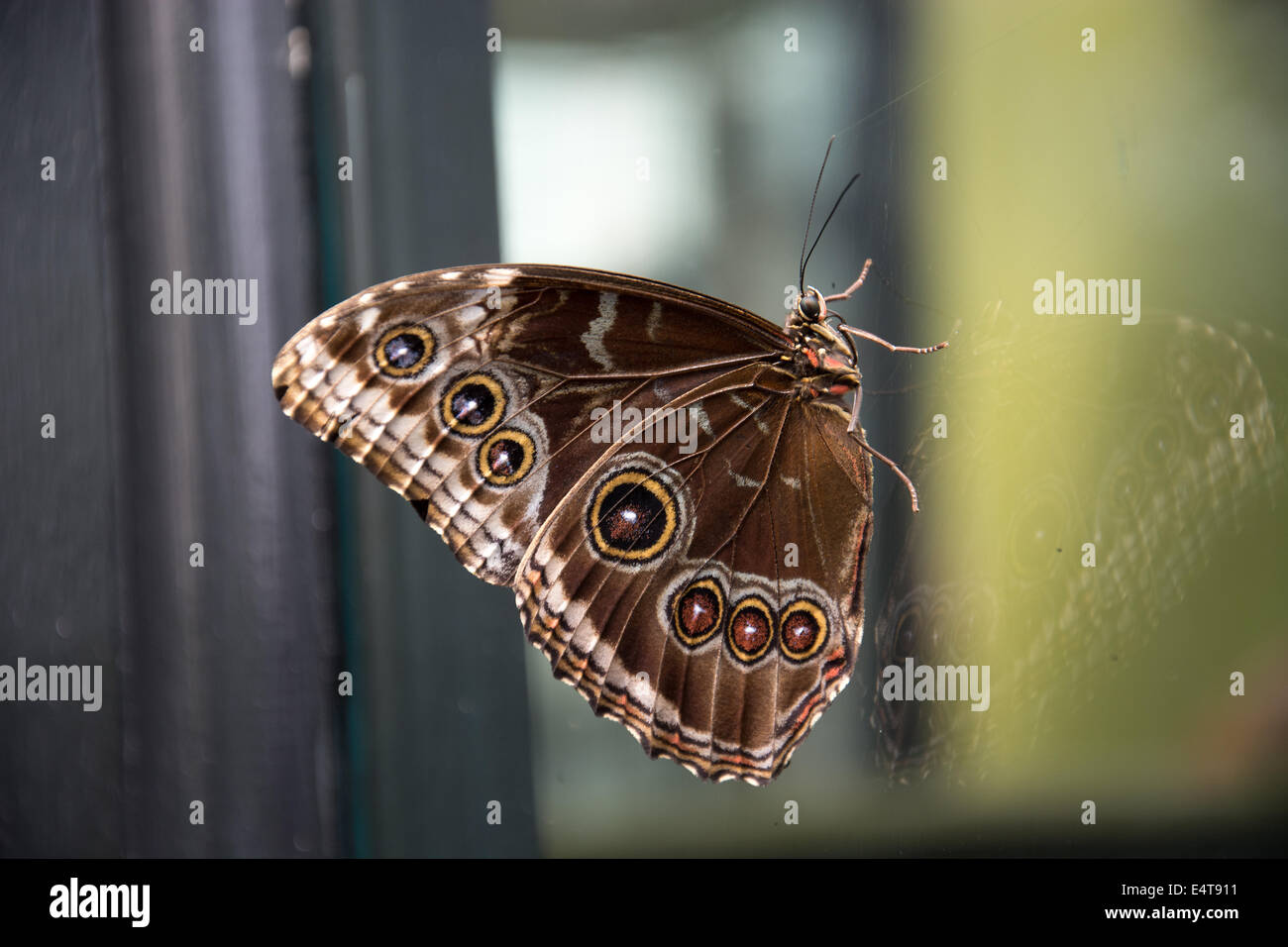 Butterfly on window Stock Photo - Alamy