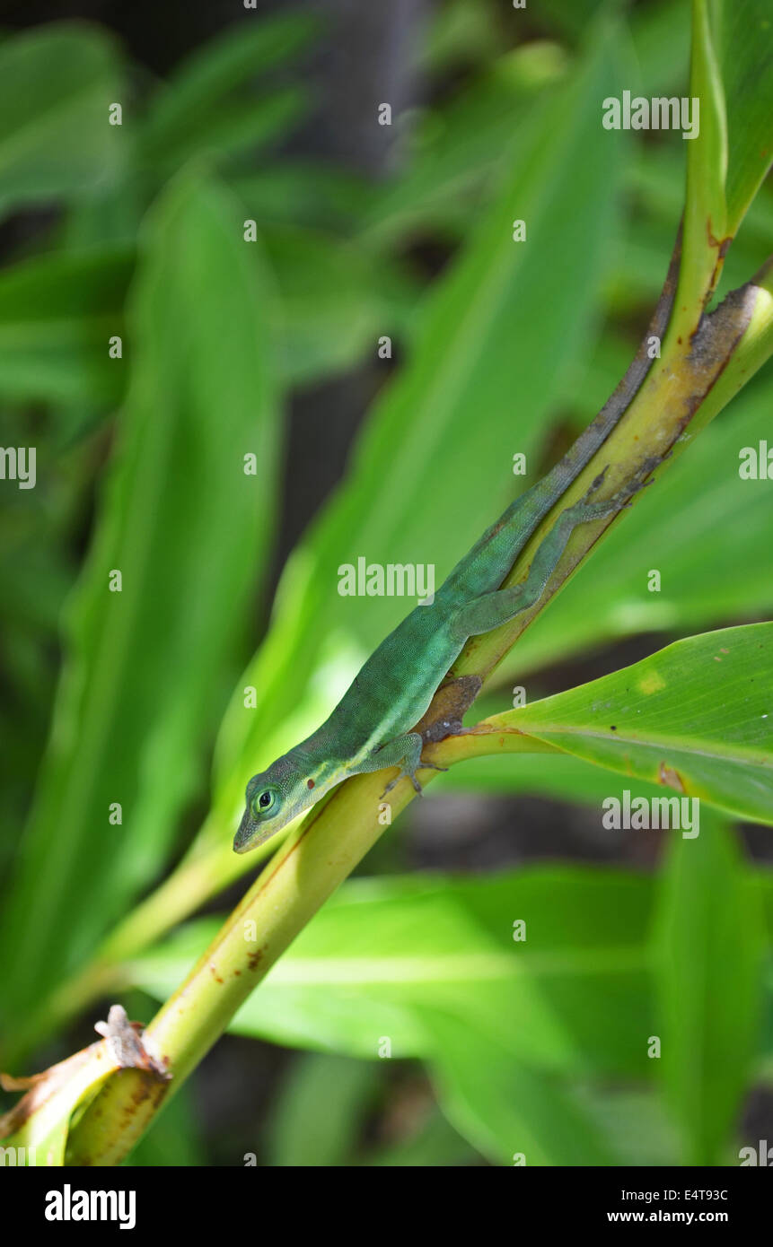Anolis bimaculatus hi-res stock photography and images - Alamy
