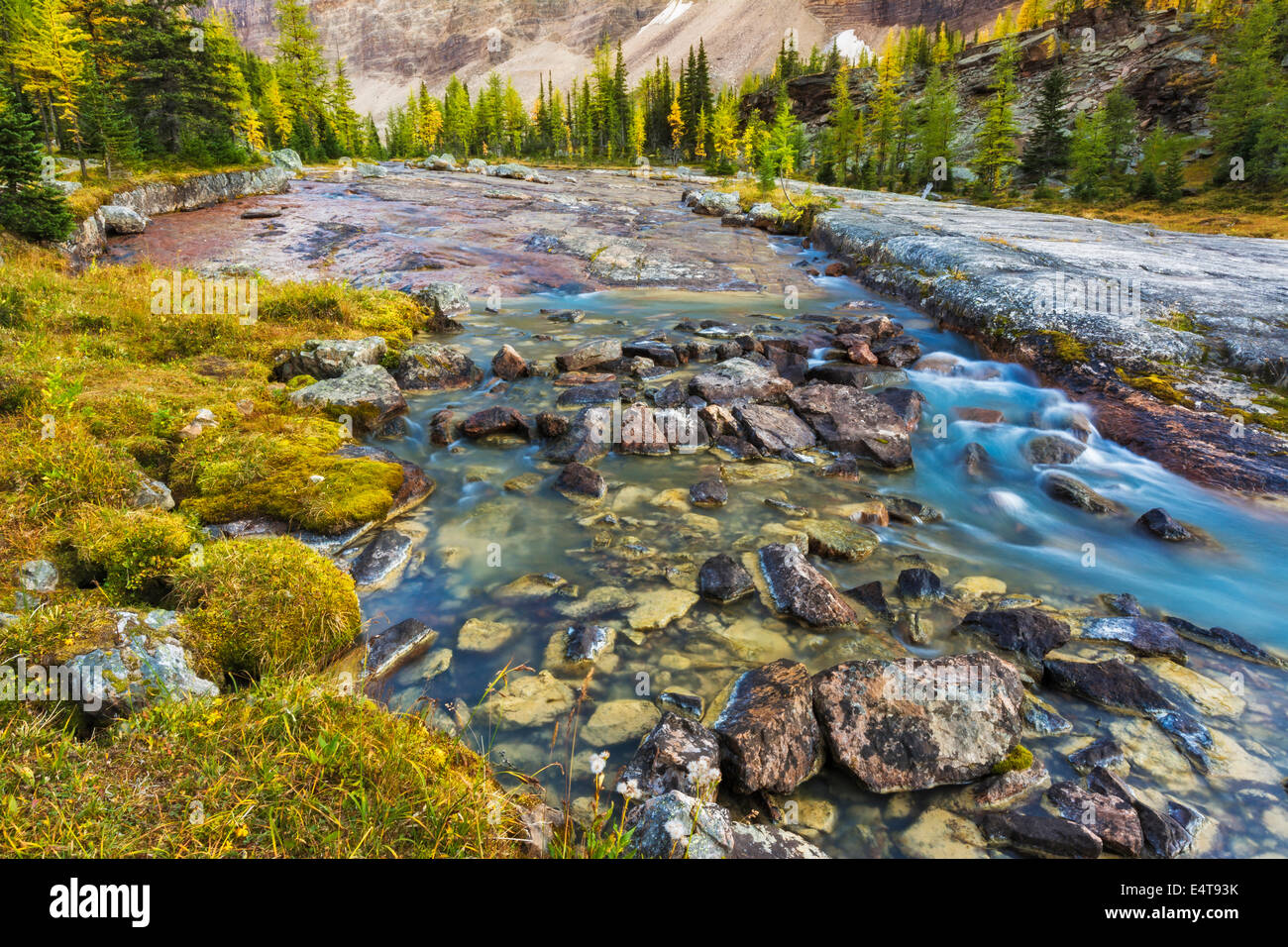 Stream on the Opabin Plateau above Lake O'hara, Yoho National Park ...