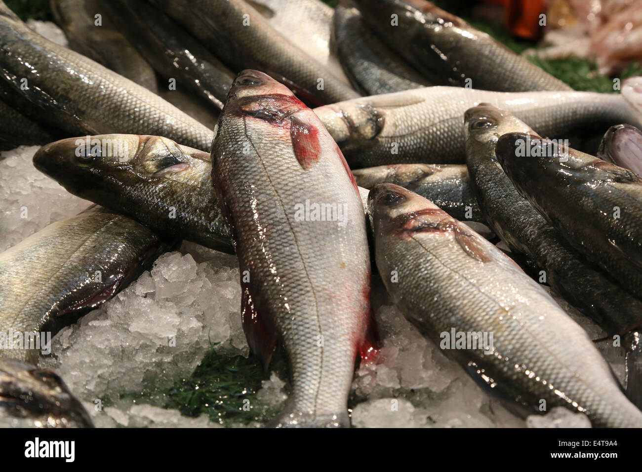 Nine sea fish hi-res stock photography and images - Alamy