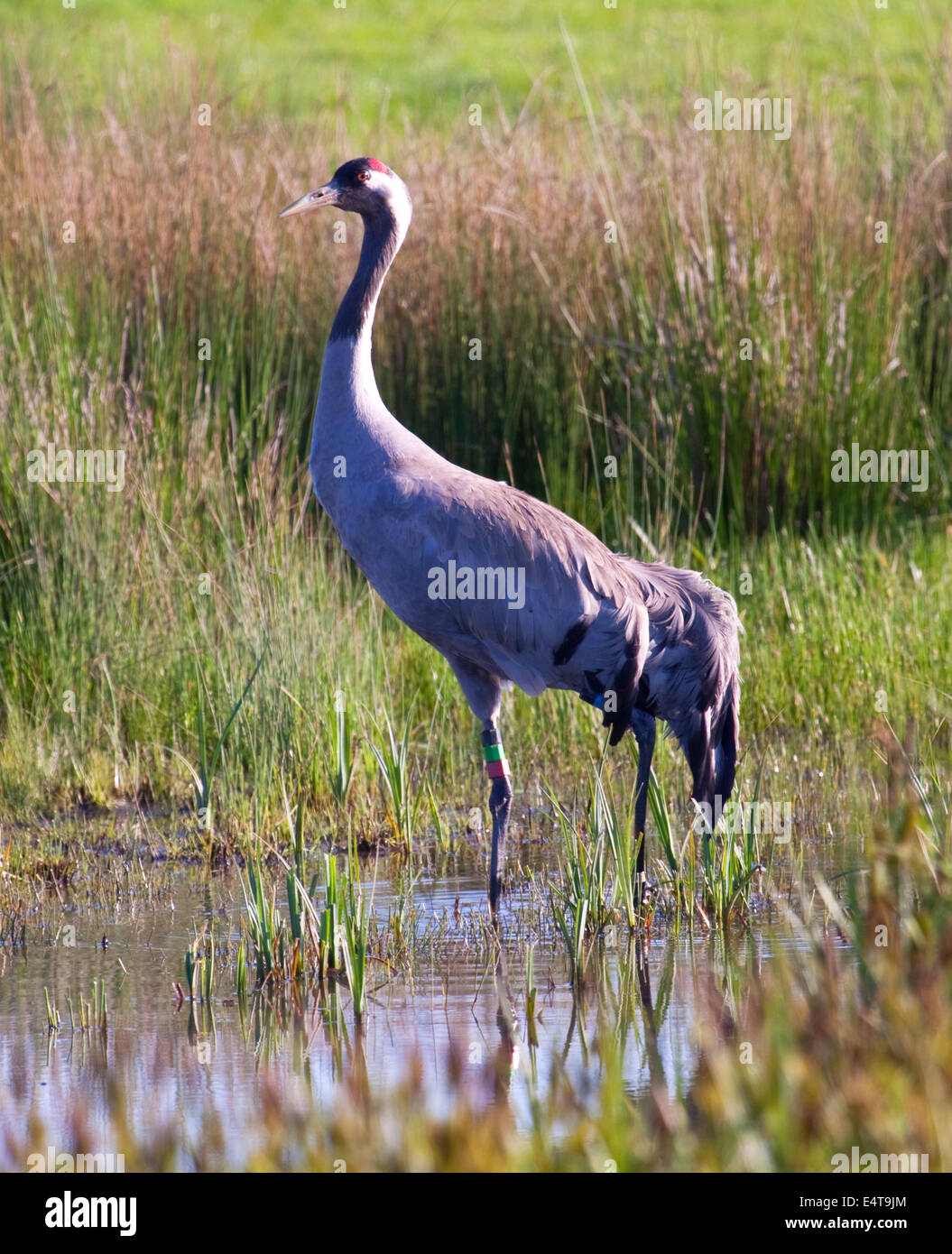 Common Crane from the Great Crane Project Stock Photo - Alamy