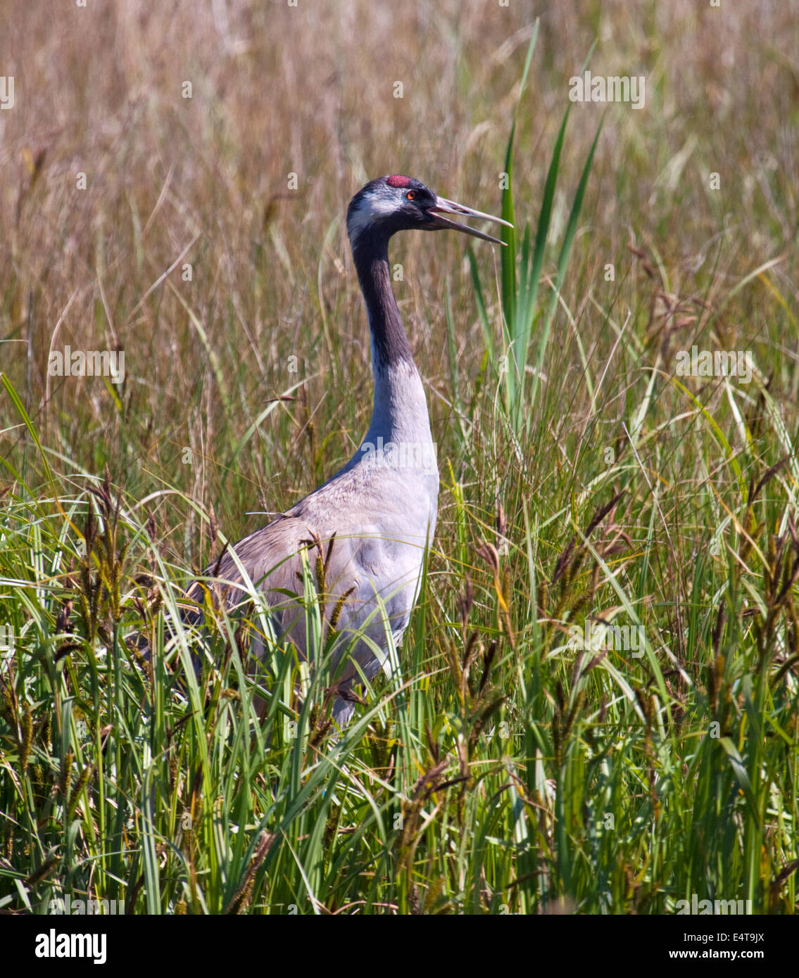 Common Crane from the Great Crane Project Stock Photo - Alamy