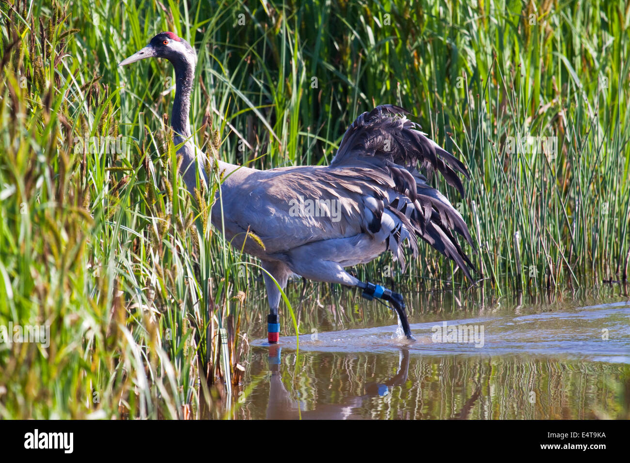 Common Crane from the Great Crane Project Stock Photo - Alamy