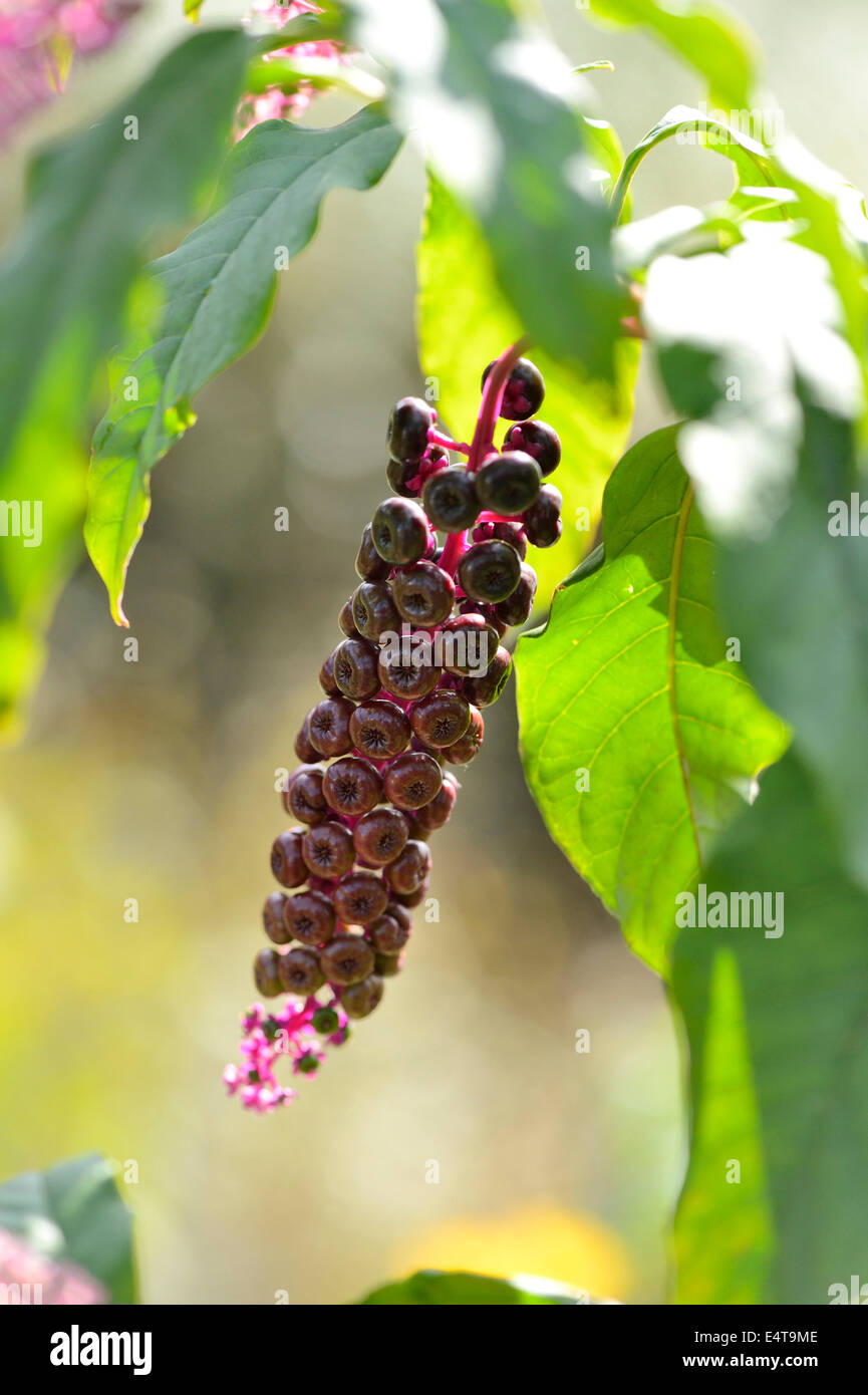 Close-up of American Pokeweed (Phytolacca americana) Fruits in Autumn ...