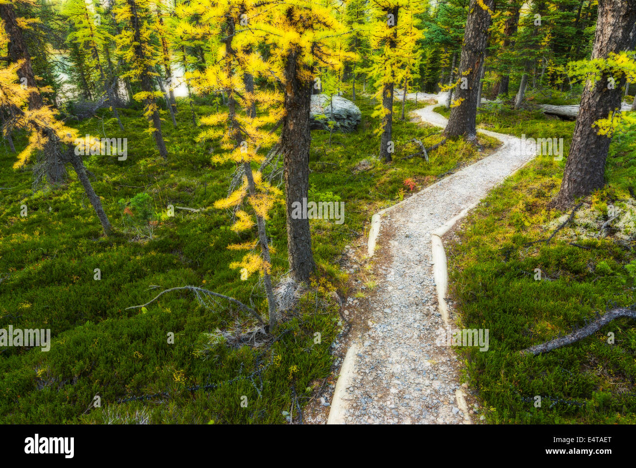 The Opabin Plateau trail above Lake O'hara, Yoho National Park, British ...