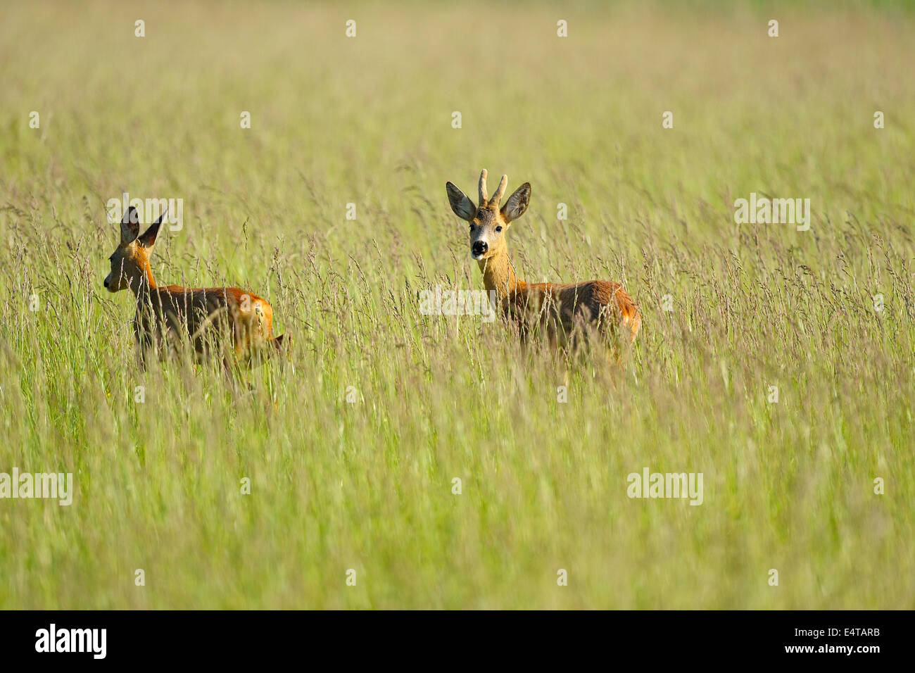 European Roe Deer (Capreolus capreolus) in Meadow in Spring, Apetlon ...