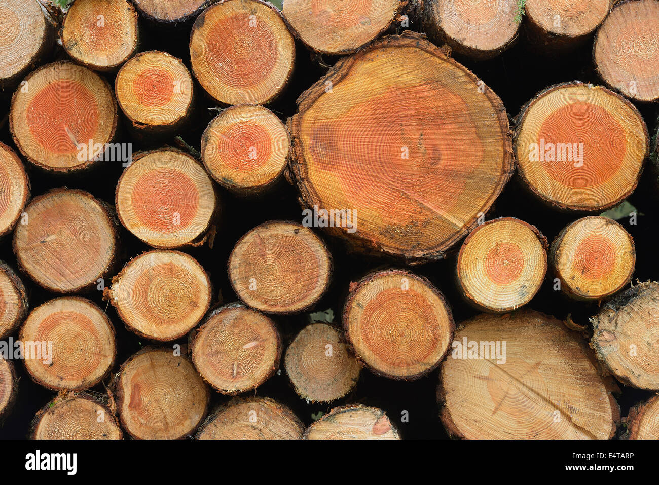 Stack of Spruce Logs, Odenwald, Hesse, Germany Stock Photo - Alamy