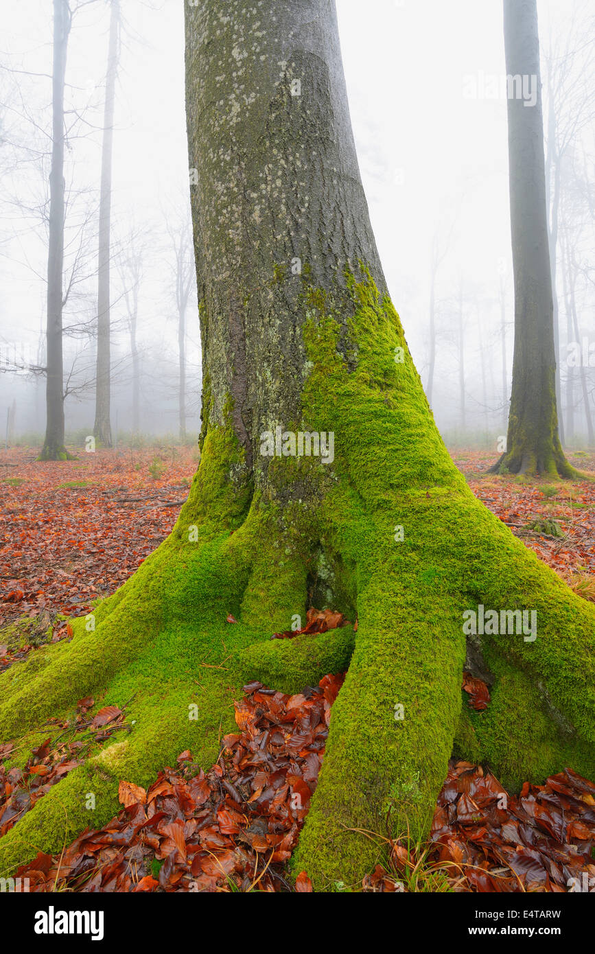 Mossy Tree Trunk in European Beech Forest (Fagus sylvatica), Spessart ...