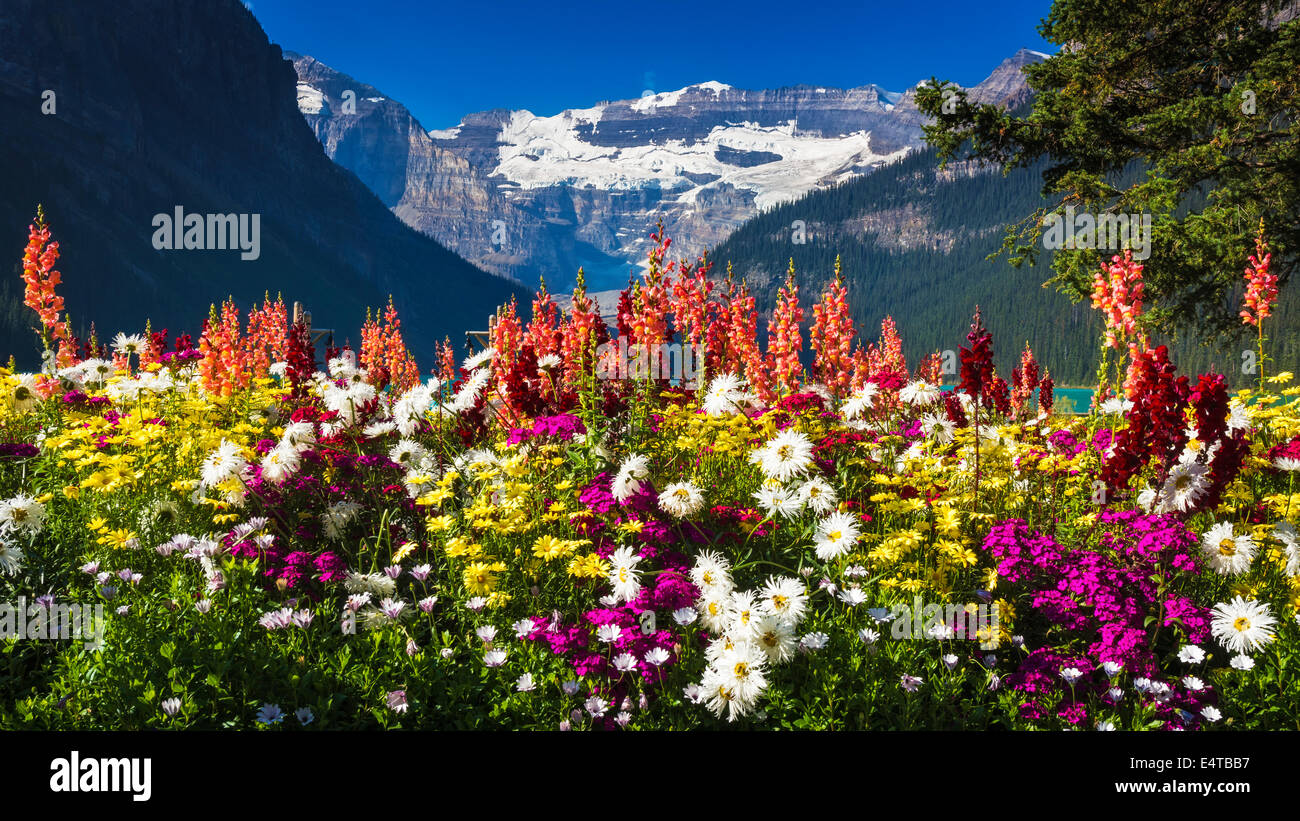 Flowers at Lake Louise under Mount Victoria, Banff National Park ...