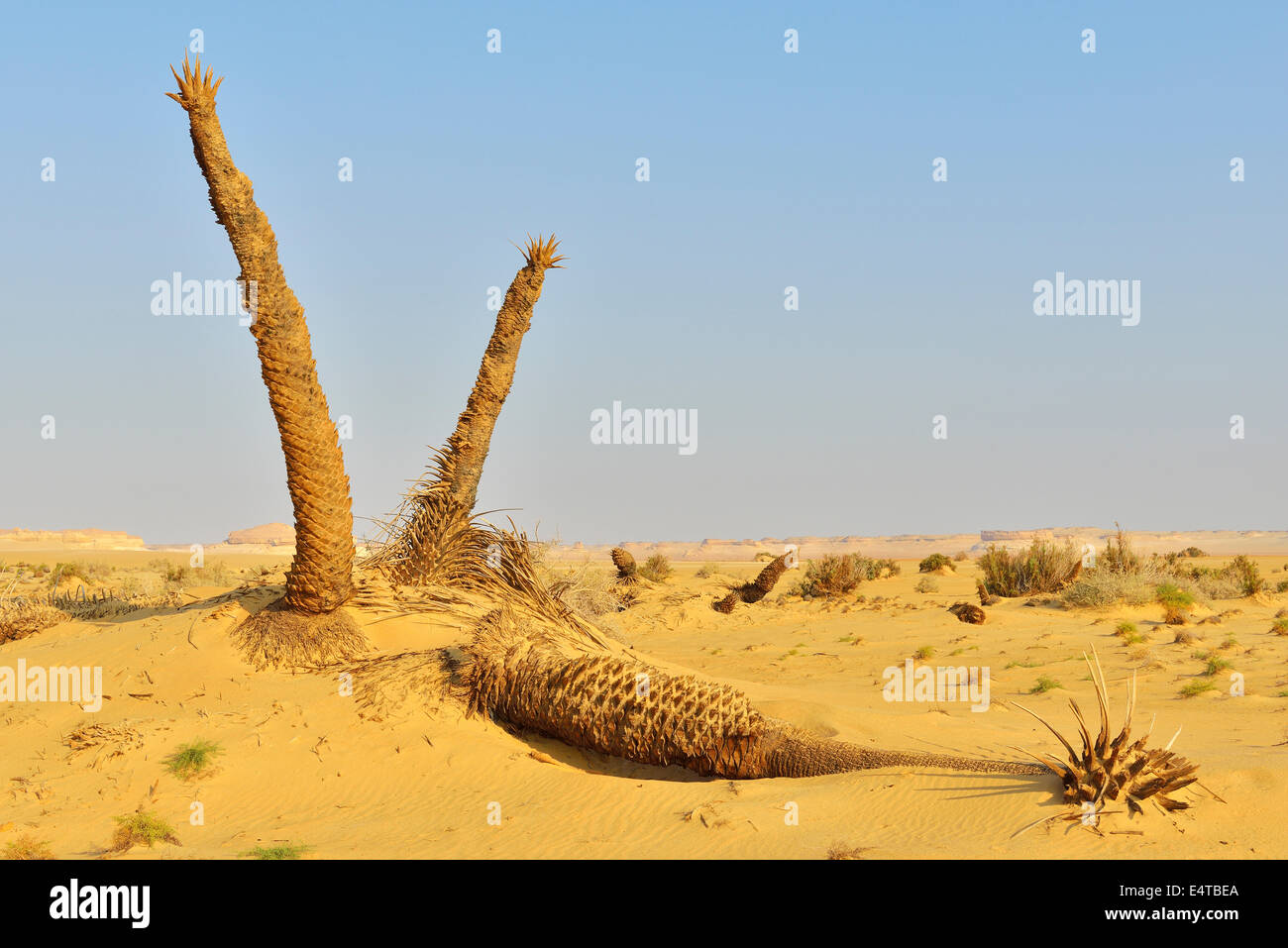 Desert Landscape with Dried Date Palms, Matruh Governorate, Libyan ...