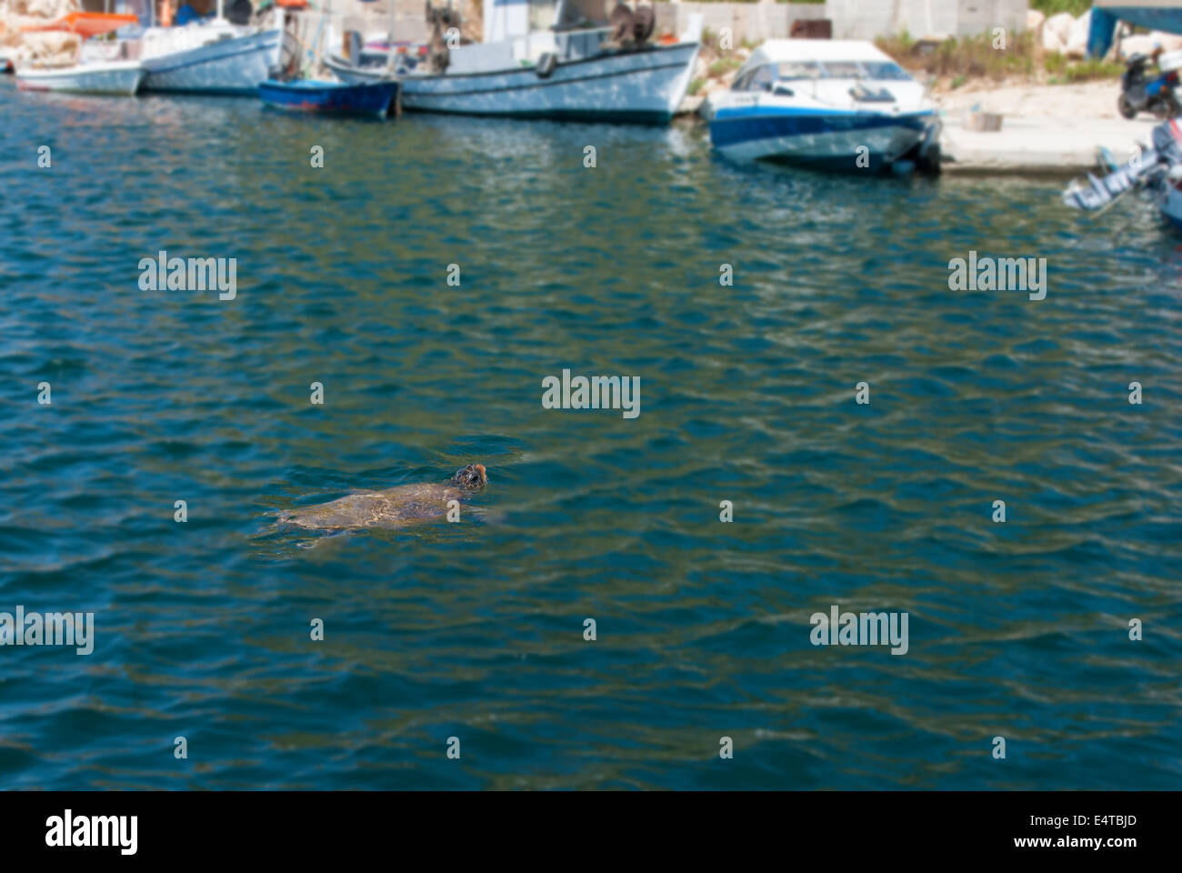 Turtle hatching season greece hi-res stock photography and images - Alamy