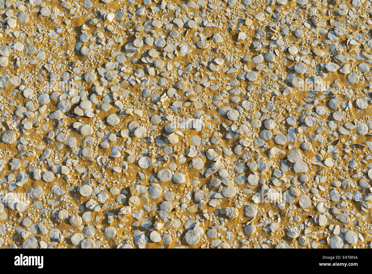 Stones on Ground in Desert, Matruh Governorate, Libyan Desert, Sahara ...