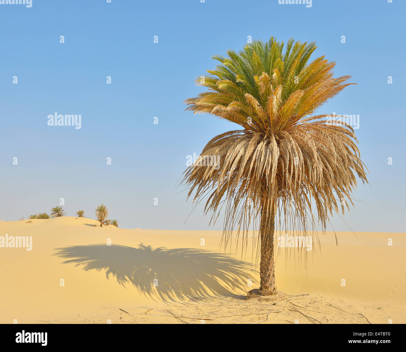 Sahara Desert Date Palm