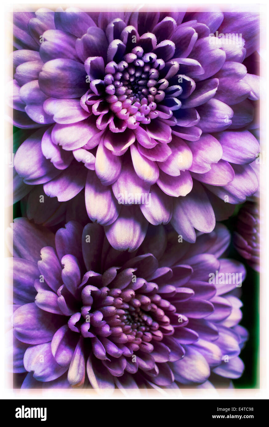Close up of purple, autumn mums, studio shot Stock Photo - Alamy