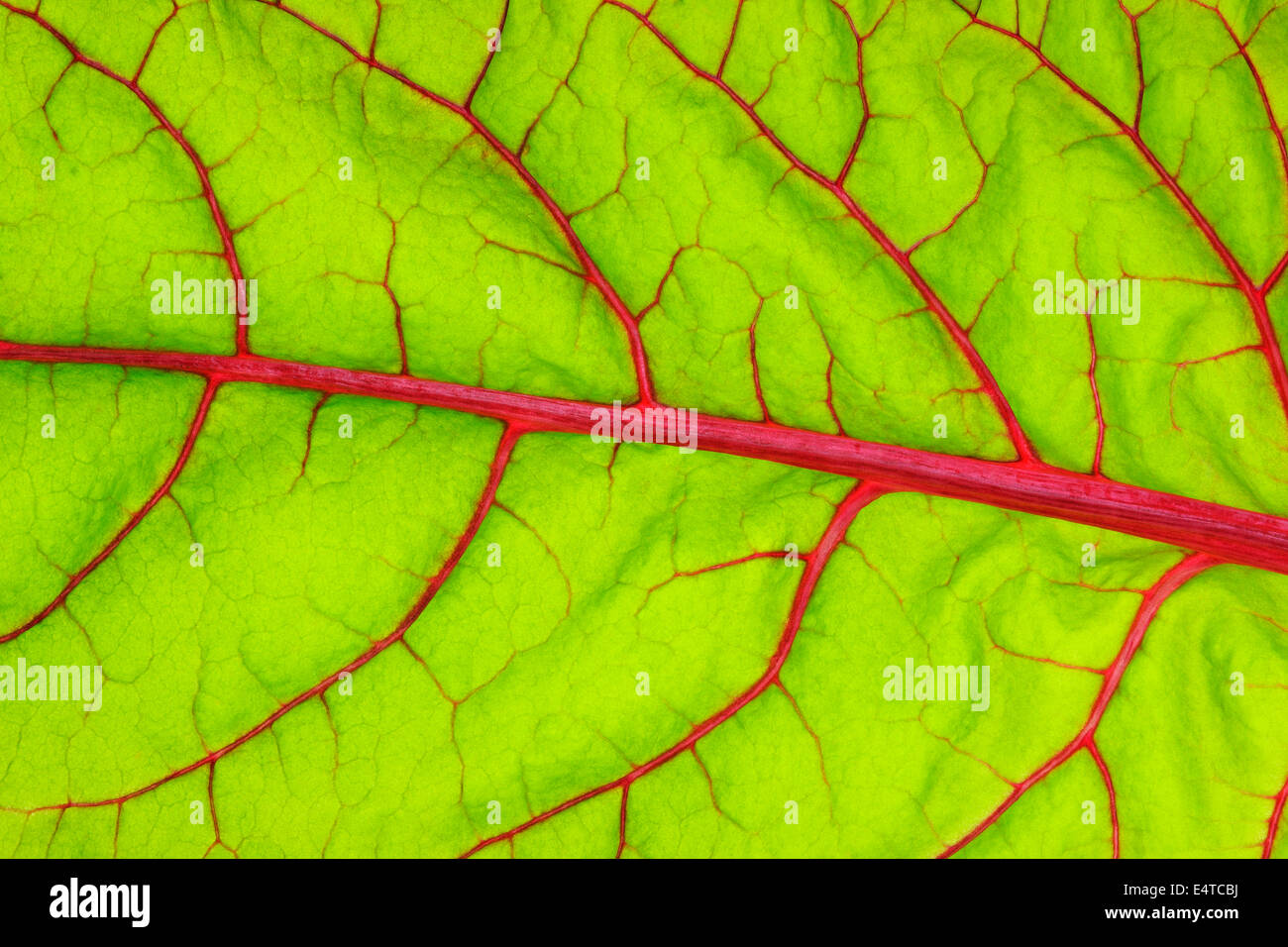 Close-up of Swiss Chard (Beta vulgaris) Leaf, Studio Shot Stock Photo ...