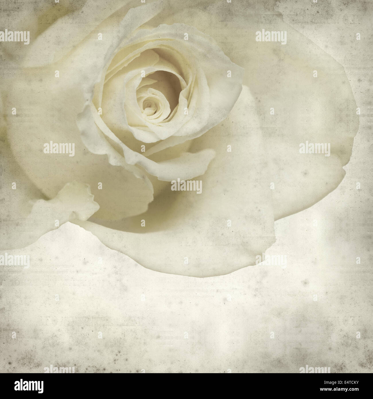 textured old paper background with pale yellow rose Stock Photo - Alamy