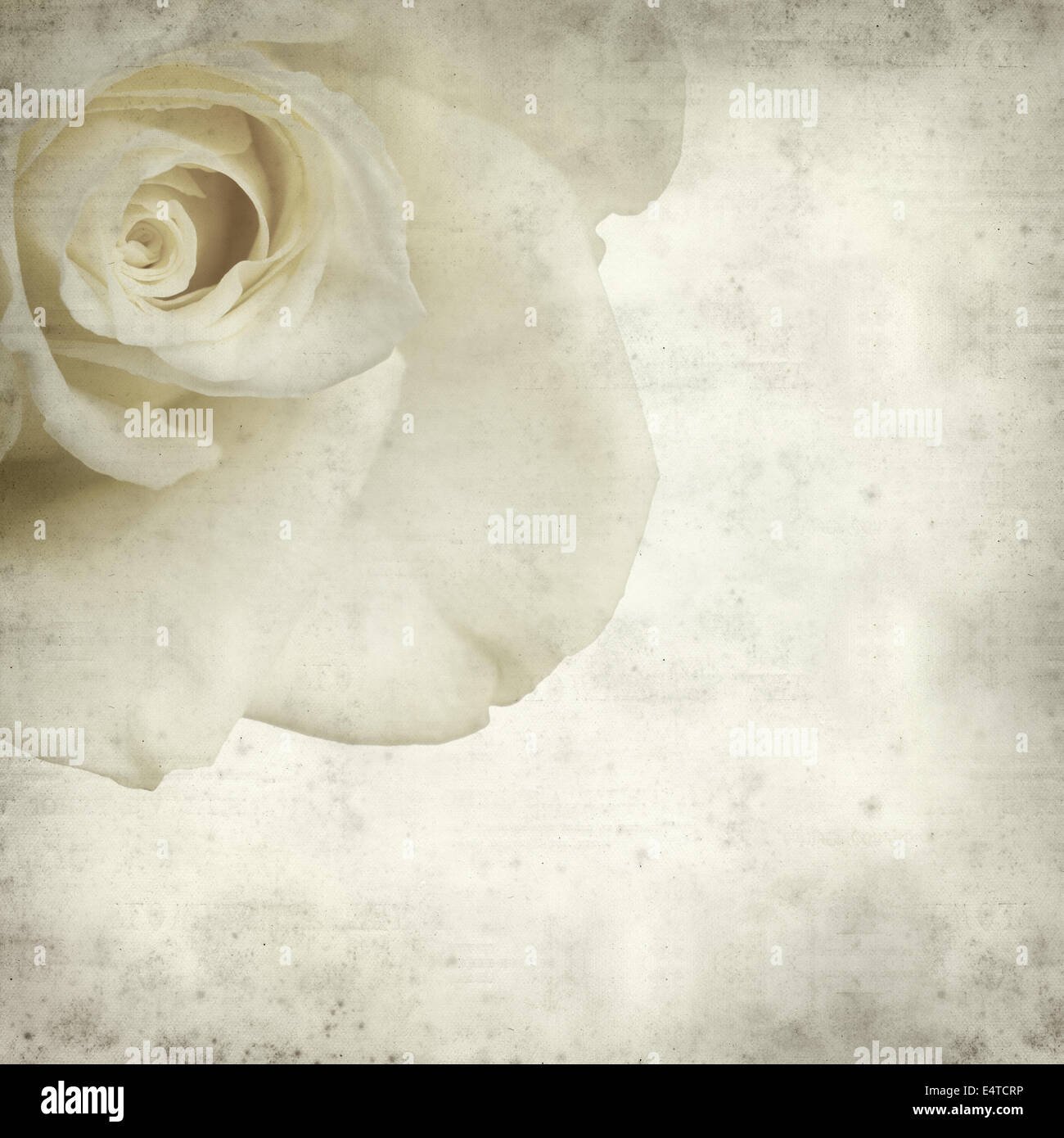 textured old paper background with pale yellow rose Stock Photo - Alamy