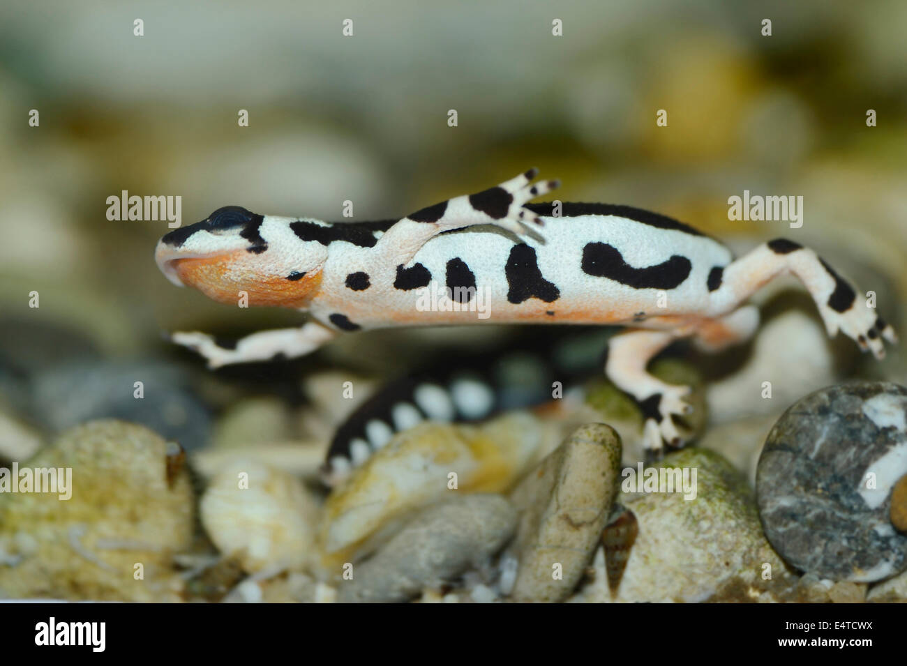 Close-up of a Kaiser's spotted newt (Neurergus kaiseri Stock Photo - Alamy