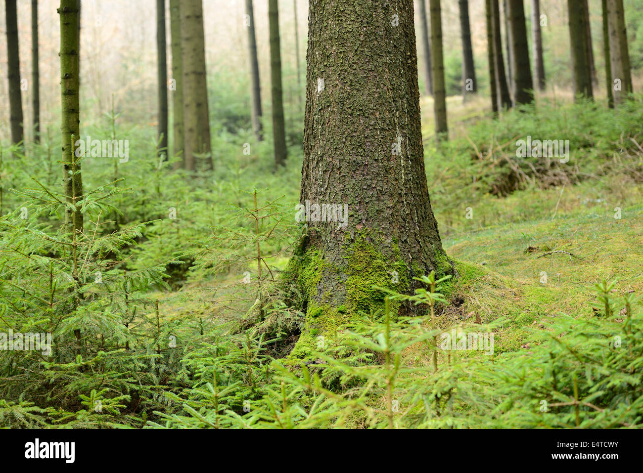 Norway Spruce (Picea abies) Tree Trunks in Forest, Upper Palatinate ...