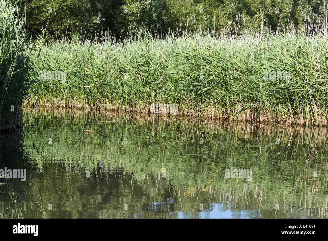 Reed beds and waterway in West Sussex wetlands near Arundel, at the ...