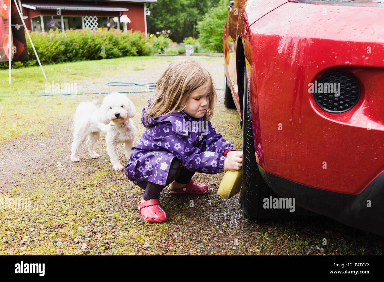 3 year old girl washing a red car while little white dog is watching ...