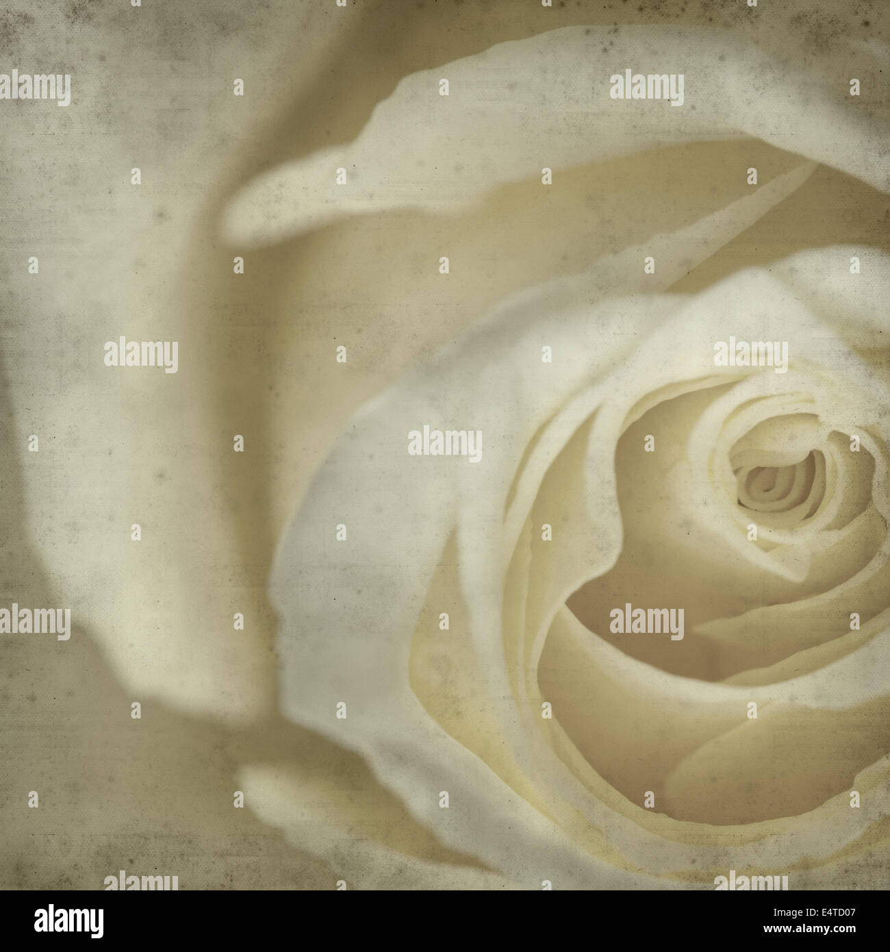textured old paper background with pale yellow rose Stock Photo - Alamy
