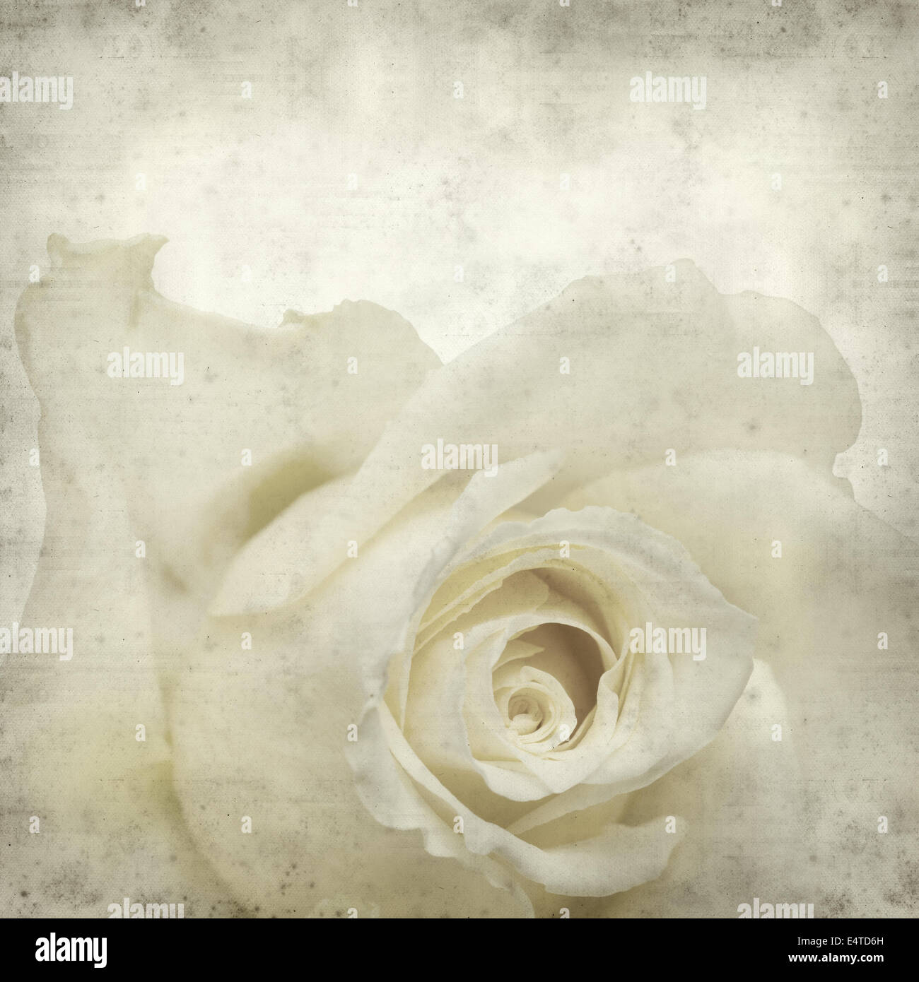textured old paper background with pale yellow rose Stock Photo - Alamy