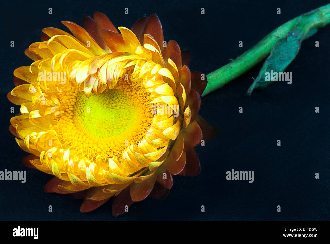 Yellow on Back Stock Photo - Alamy