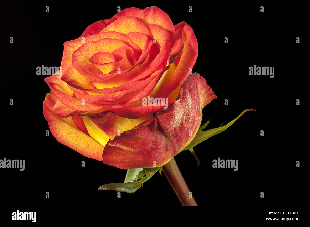 Magic rose hi-res stock photography and images - Alamy