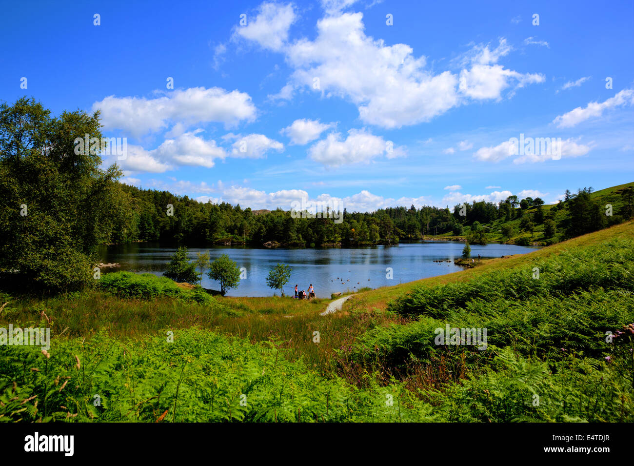 Tarn Hows near Hawkshead Lake District National Park England uk on a ...